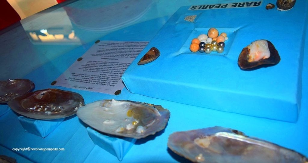 India Seashell Museum Mahabalipuram - The Revolving Compass