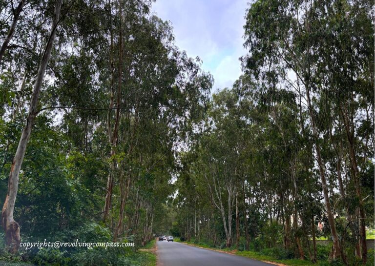 A drive to Nandi Hills Bangalore - The Revolving Compass
